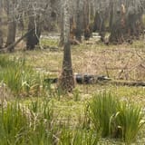 Joyce WMA Swamp Walk Nature Trail, Louisiana - 57 Reviews, Map | AllTrails