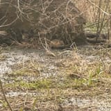 Joyce WMA Swamp Walk Nature Trail, Louisiana - 54 Reviews, Map | AllTrails