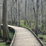 Joyce WMA Swamp Walk Nature Trail, Louisiana - 57 Reviews, Map | AllTrails