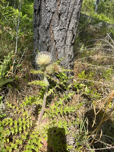 Best Hikes and Trails in Holly Ridge | AllTrails