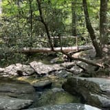 Raven Rock Loop Trail, South Carolina - 2,310 Reviews, Map | AllTrails