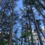 Stringer's Ridge via Cherokee and Strut Trail, Tennessee - 297 Reviews ...