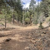 Chamisa Trail, New Mexico - 1,411 Reviews, Map | AllTrails