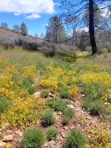 Best Moderate Trails in Red Hills Recreation Management Area | AllTrails
