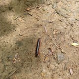 Laurel Run Trail, Tennessee - 715 Reviews, Map | AllTrails