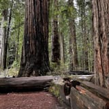 Stout Memorial Grove Trail, California - 2,408 Reviews, Map | AllTrails