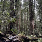 Stout Memorial Grove Trail, California - 2,400 Reviews, Map | AllTrails