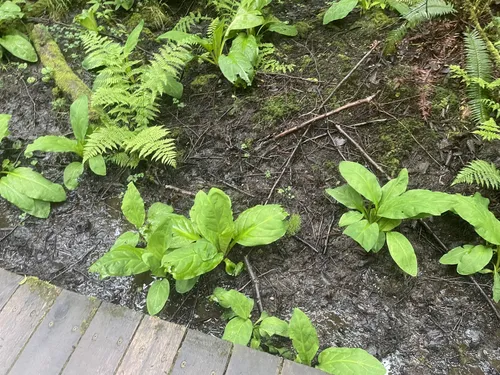 Best Walking Trails in Larrabee State Park | AllTrails