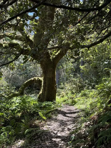 Best Trail Running Trails in Tomales Bay State Park | AllTrails