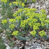 Spring Canyon Trail, Utah - 401 Reviews, Map | AllTrails