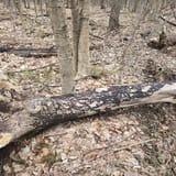 Mount Arab Trail, New York - 2,240 Reviews, Map | AllTrails