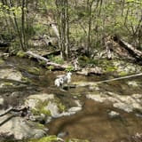 Jones Run Falls Trail, Virginia - 850 Reviews, Map | AllTrails
