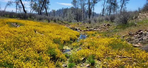 Best Moderate Trails in Red Hills Recreation Management Area | AllTrails