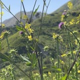 Corral Canyon Loop, California - 1,821 Reviews, Map | AllTrails