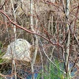 Tidmarsh Wildlife Sanctuary, Massachusetts - 303 Reviews, Map | AllTrails
