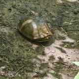 Roubidoux Park, Roy Laughlin Park, and Roubidoux Spring, Missouri - 81 ...