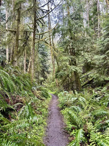 Best Forest Trails in Miller Peninsula State Park | AllTrails