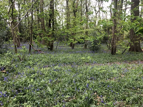 Best Forest Trails in Hem Heath Woods Nature Reserve | AllTrails