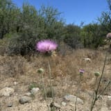 Seven Falls via Bear Canyon Road, Arizona - 3,905 Reviews, Map | AllTrails
