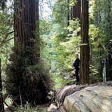 Rockefeller Loop Trail, California - 683 Reviews, Map | AllTrails