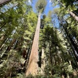 Rockefeller Loop Trail, California - 683 Reviews, Map | AllTrails