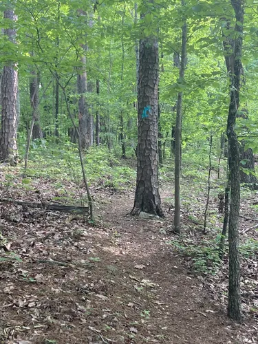 Best Wild Flowers Trails in Rome | AllTrails