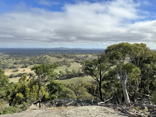 10 Best Forest Trails in Mount Alexander Regional Park | AllTrails