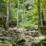 Fiery Gizzard Trail to Raven's Point, Tennessee - 1,141 Reviews, Map ...