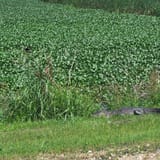 Cattail Marsh Wetlands Boardwalk, Texas - 11 Reviews, Map | AllTrails