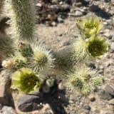 Cholla Cactus Garden, California - 2,284 Reviews, Map | AllTrails