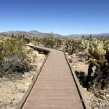 Cholla Cactus Garden, California - 2,284 Reviews, Map | AllTrails