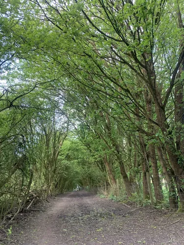 Best Hikes and Trails in Brierley Forest Park | AllTrails