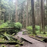 Pacific Spirit via Council, Top and Sword Fern, British Columbia ...