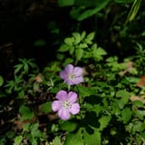 Metea Park North Loop, Indiana - 704 Reviews, Map | AllTrails