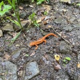 Rhododendron, Mont Chateau, Ridge, and Rock City Trail Loop, West ...
