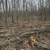 Frye Mountain via Georges Highland Path, Maine - 40 Reviews, Map ...