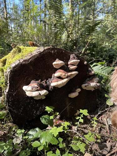 Best Trail Running Trails in Paradise Valley Conservation Area | AllTrails