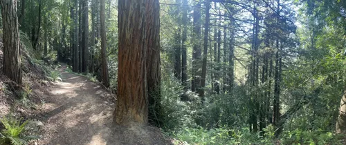 Best Dog Friendly Trails in Joaquin Miller Park | AllTrails