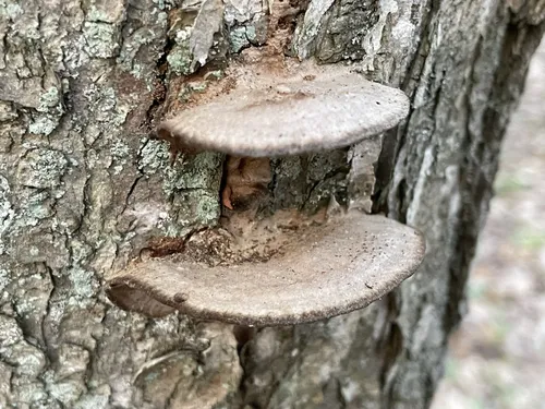 Best Moderate Trails in South Chagrin Reservation | AllTrails