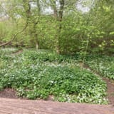 Banstead Woods Nature Circular, Surrey, England - 703 Reviews, Map ...