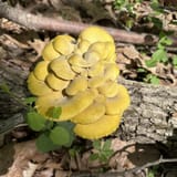 Struble Trail, Pennsylvania - 1,085 Reviews, Map | AllTrails