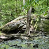 Moss Rock Preserve Trail, Alabama - 1,177 Reviews, Map | AllTrails