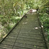 Moon Seed Loop, Louisiana - 389 Reviews, Map | AllTrails