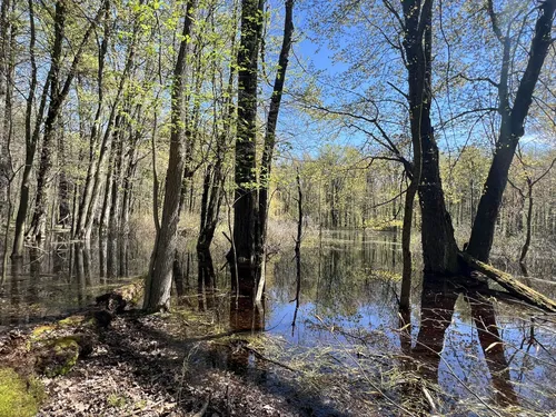 Best Wild Flowers Trails in Backus Woods | AllTrails