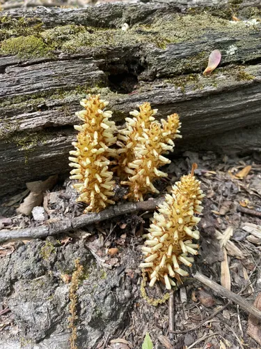 Best Hikes and Trails in Berkeley Springs | AllTrails