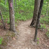 King's Trail at Indian Island, Georgia - 461 Reviews, Map | AllTrails