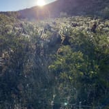 Dixie Mountain Loop Trail, Arizona - 3,396 Reviews, Map | AllTrails