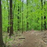 Cascade Falls Loop Trail, Maryland - 2,779 Reviews, Map | AllTrails