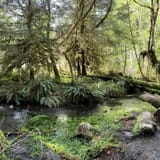 Hall of Mosses Trail, Washington - 5,420 Reviews, Map | AllTrails
