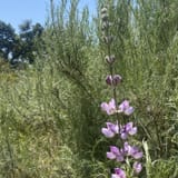 Ocean Overlook Loop, California - 1,003 Reviews, Map | AllTrails